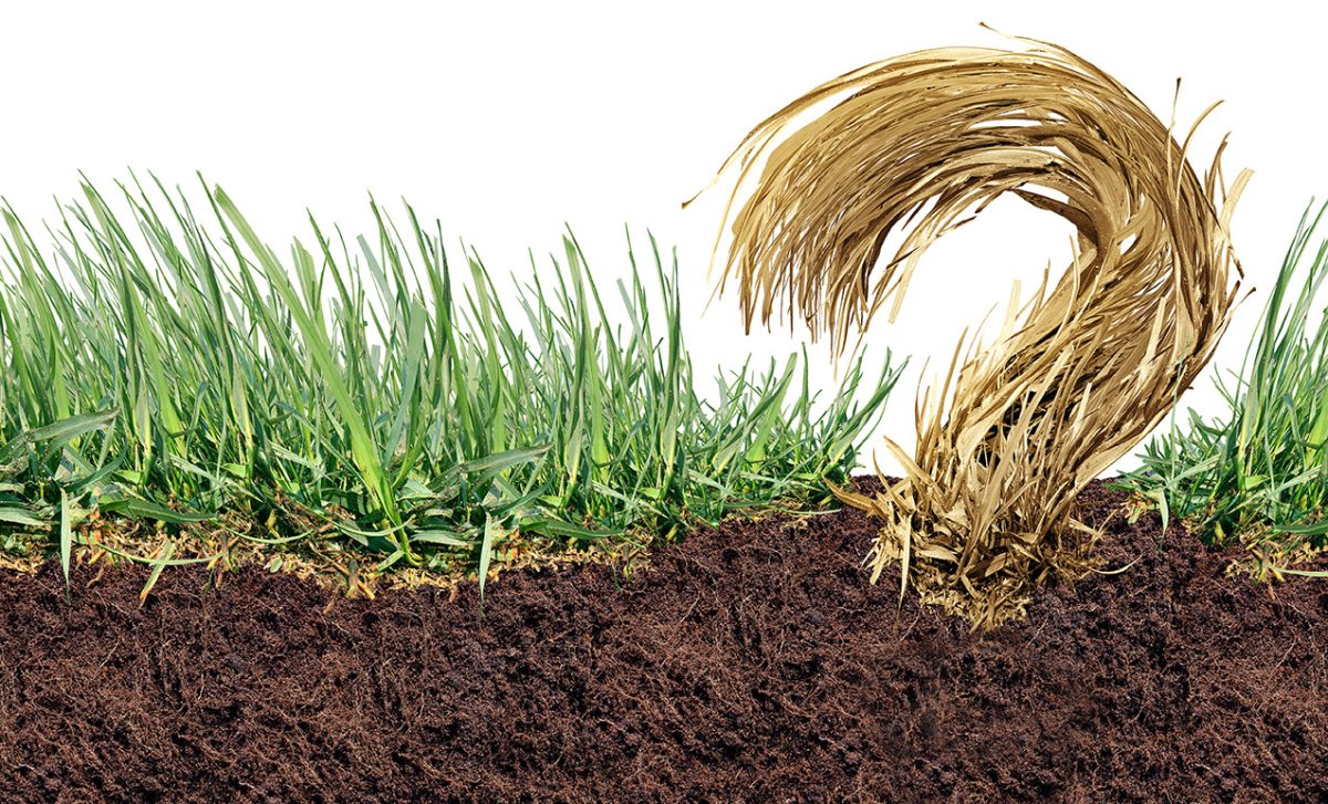 Turfgrass… or not! That is the question - WHCRWA WATER U